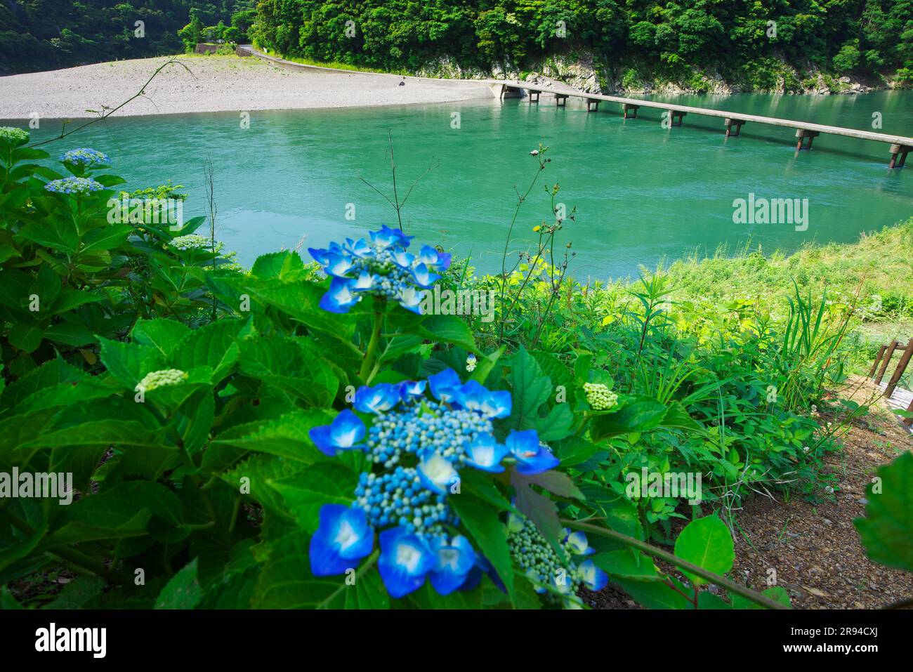 Iwama Submerged Bridge, Shimanto River and hydrangea Stock Photo - Alamy