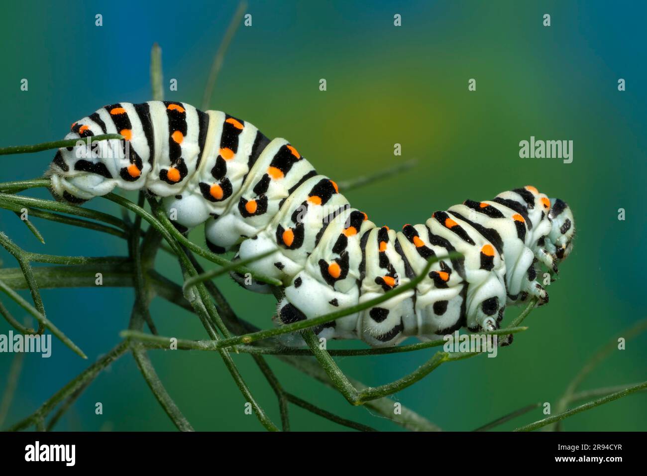 Caterpillar of the Maltese Swallowtail Butterfly (Papilio machaon subsp ...