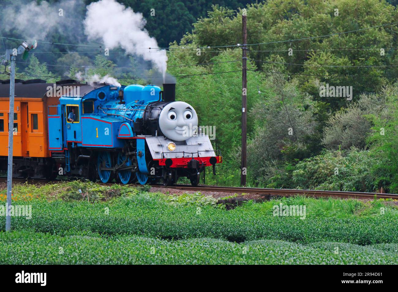 Thomas the Tank Engine and Tea Field Stock Photo - Alamy
