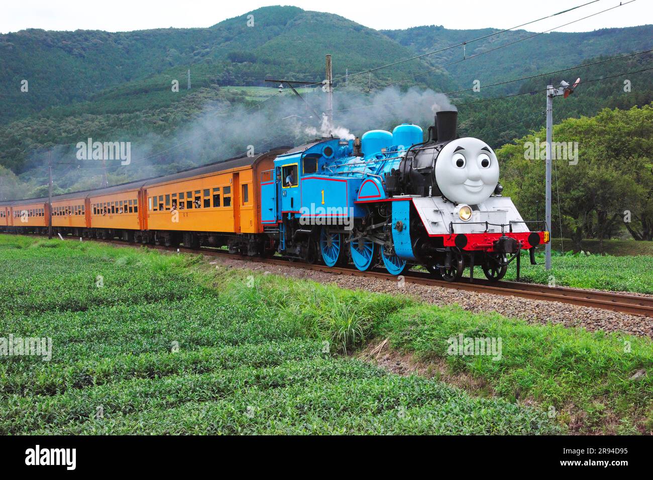 Thomas the Tank Engine and Tea Field Stock Photo - Alamy