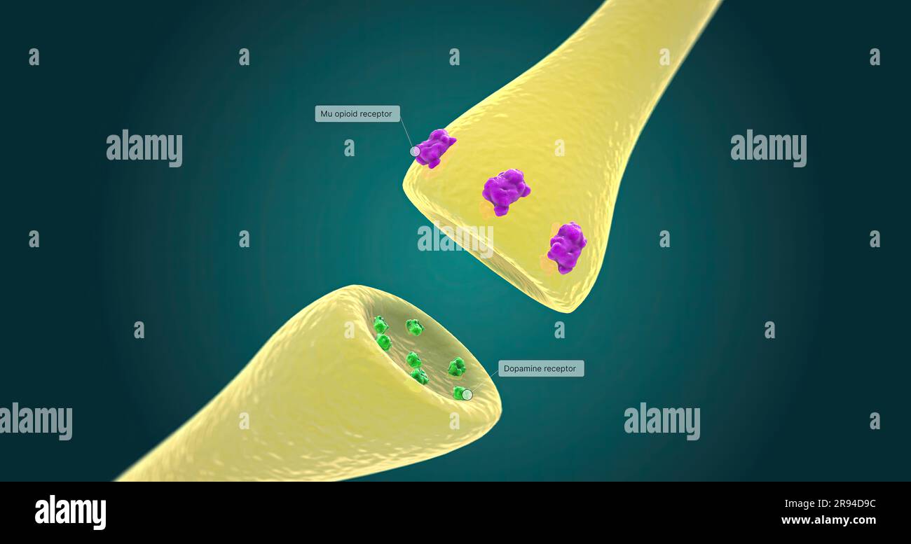Dopamine reward hi-res stock photography and images - Alamy