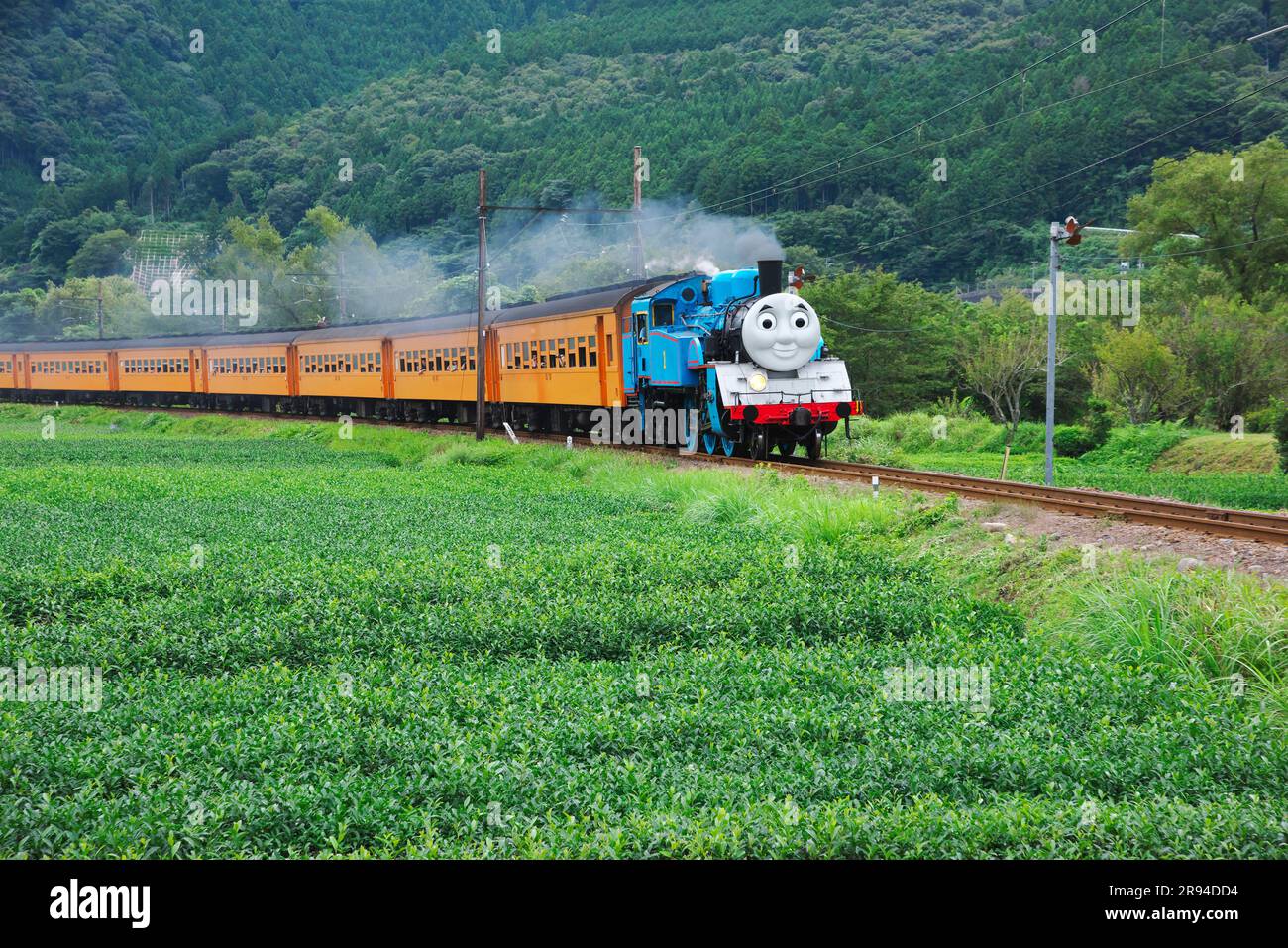 Thomas the Tank Engine and Tea Field Stock Photo - Alamy