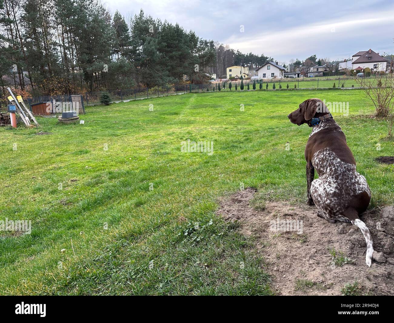 German shorthaired pointer on green grass - spring time Stock Photo - Alamy