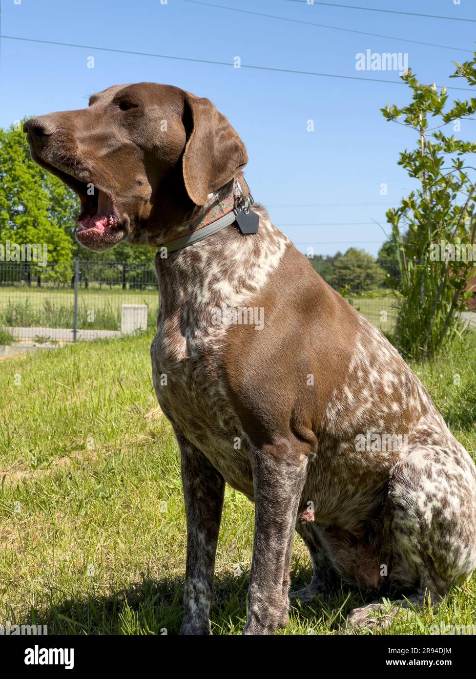 German shorthaired pointer on green grass - spring time Stock Photo - Alamy