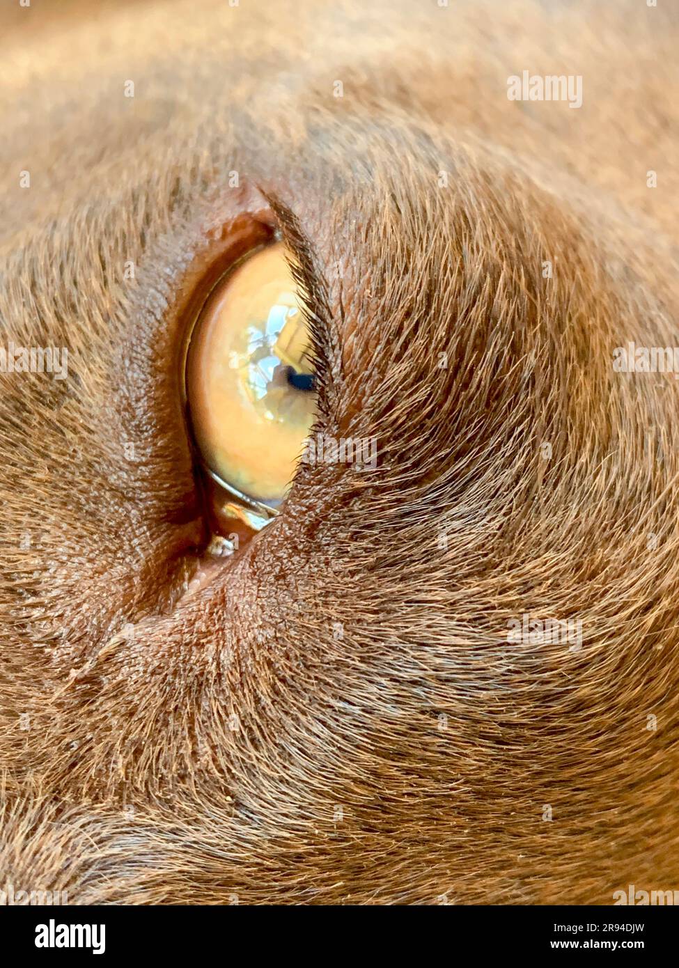German shorthair pointer close hi-res stock photography and images - Alamy