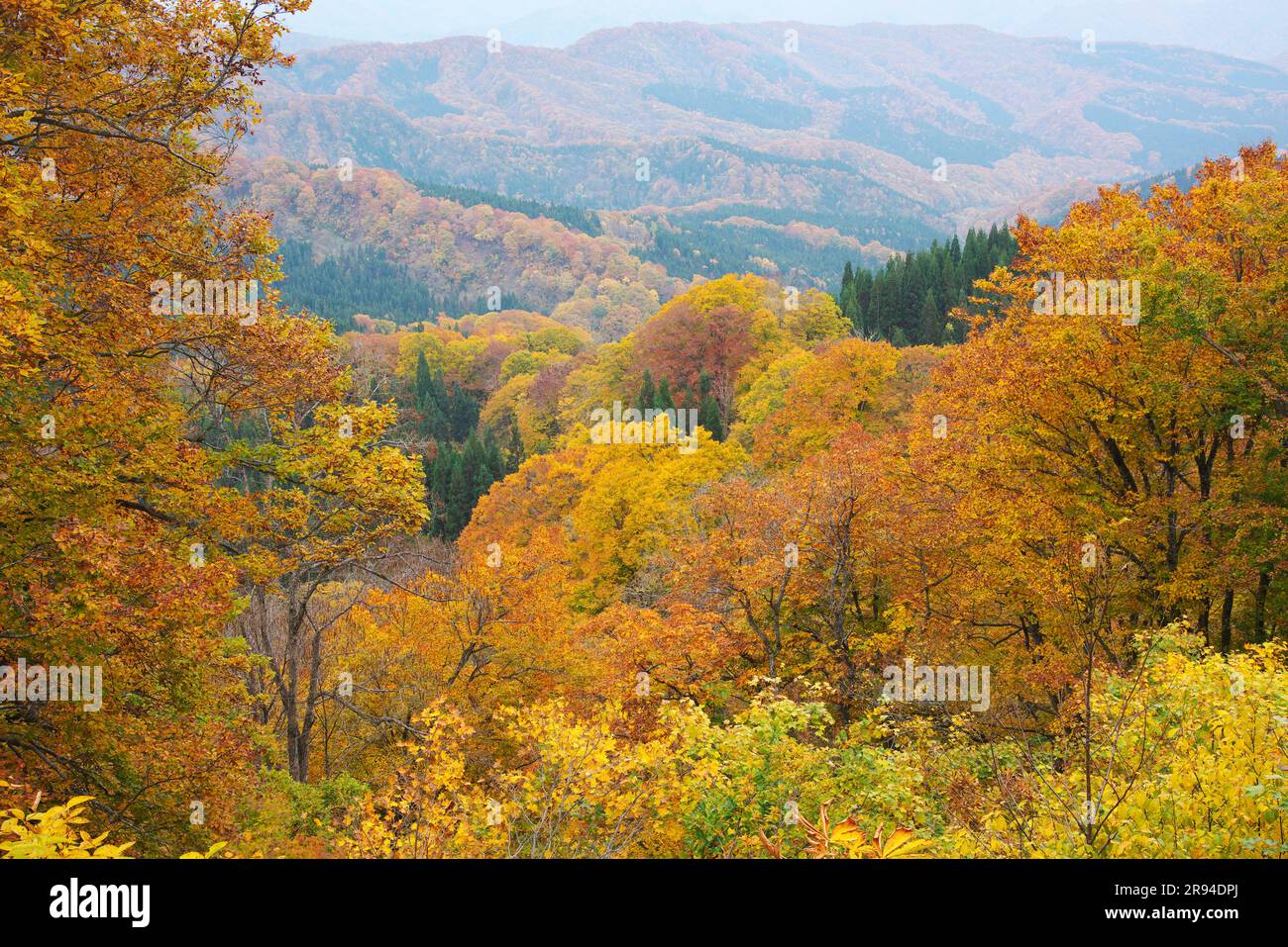 Beech forest in Shirakami Sanchi Stock Photo - Alamy