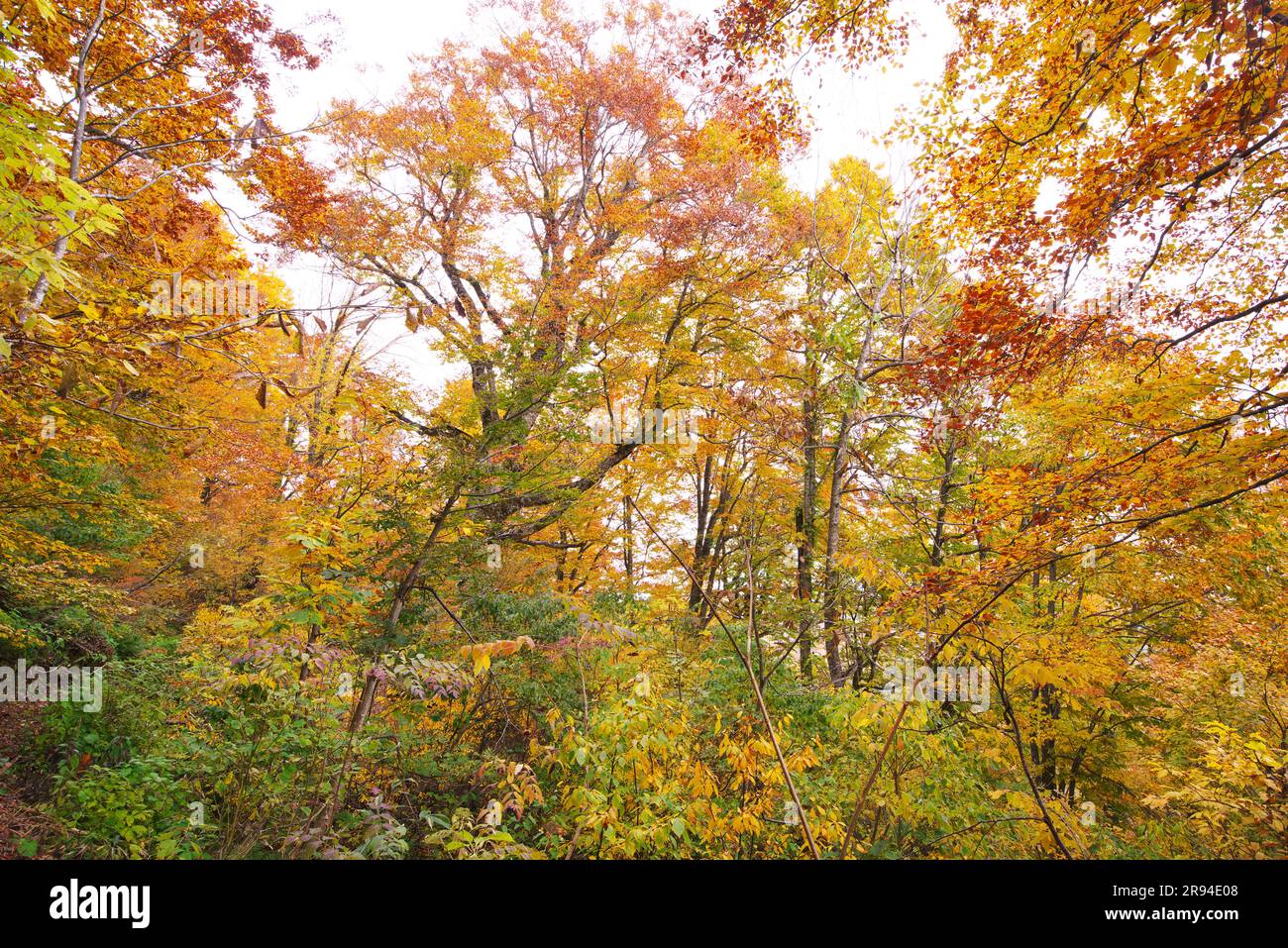 Mother tree shirakami sanchi nishimeya hi-res stock photography and ...