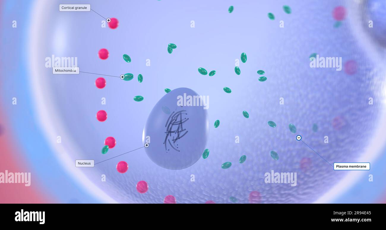 The egg cell, also known as an ovum, is the female reproductive cell.3D ...