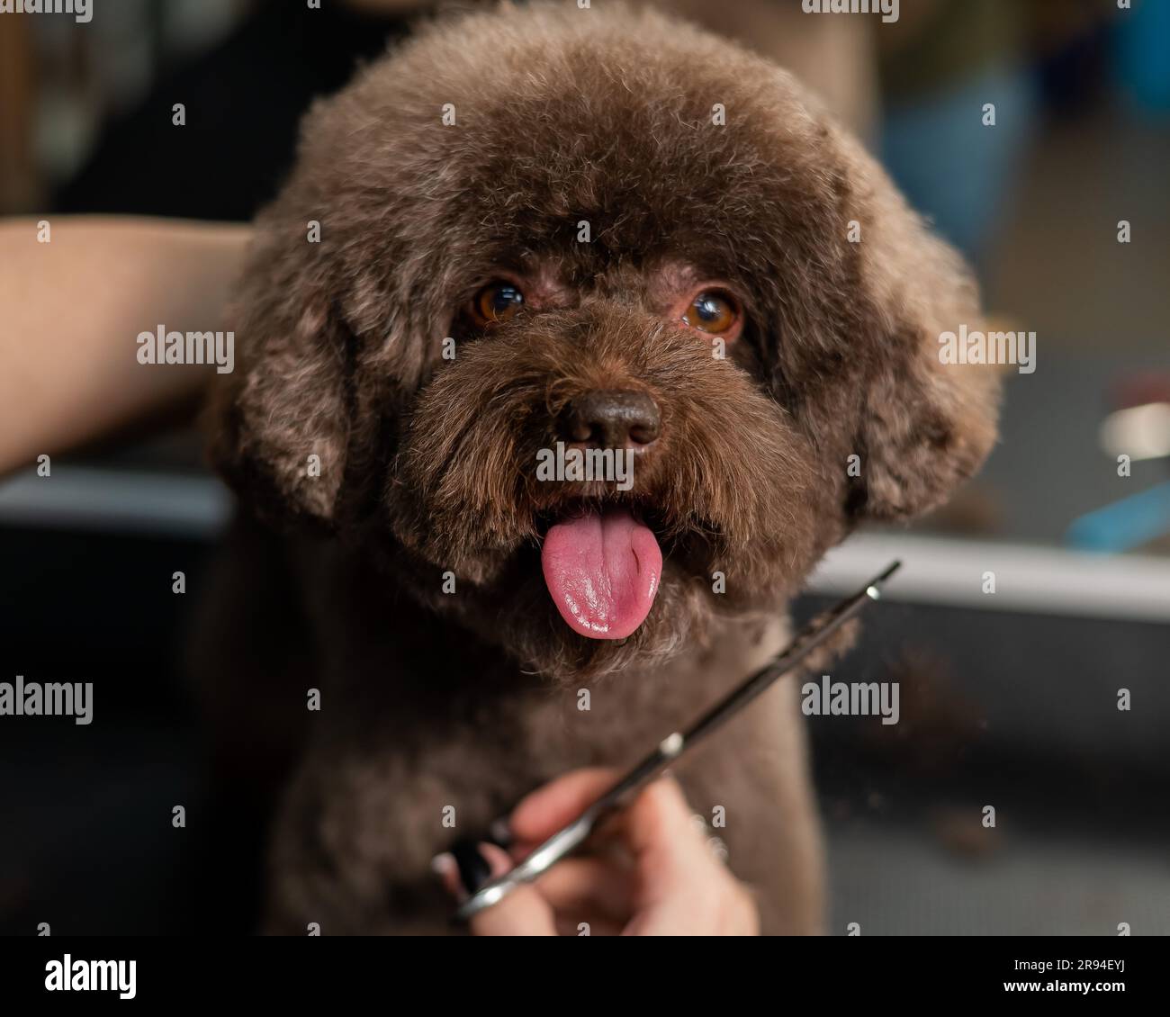 Woman trimming a small dog with scissors in a grooming salon Stock ...