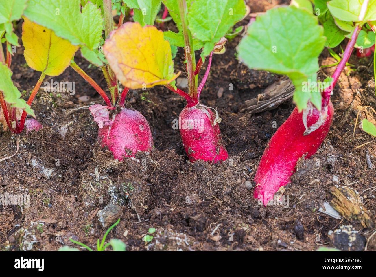 Red radish on ground close hi-res stock photography and images - Alamy