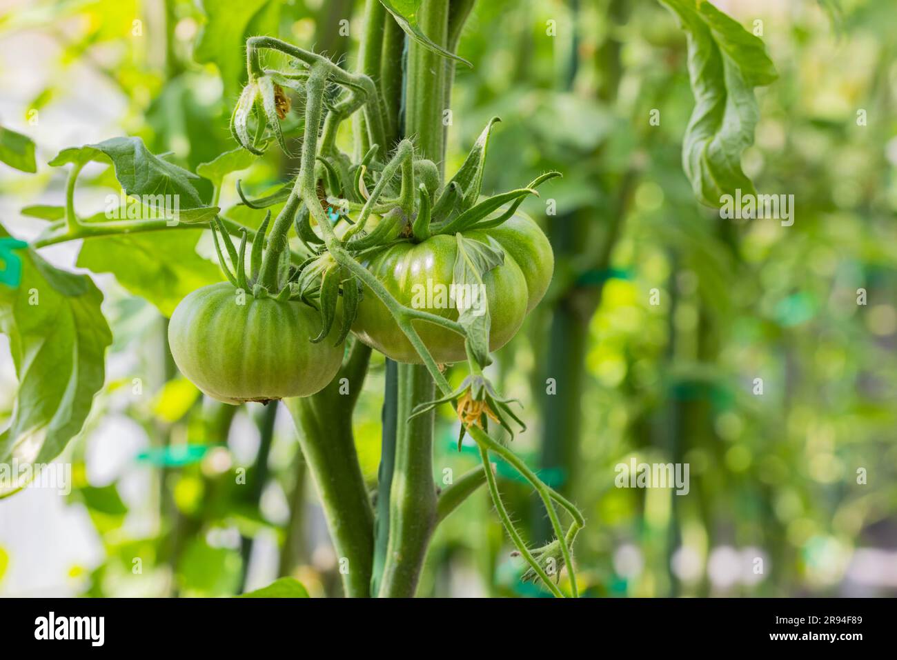 Beautiful tomatoes on bush hi-res stock photography and images - Alamy
