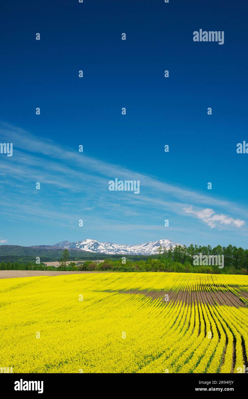 Rape blossoms and Mt. Taisetsu Zan Stock Photo - Alamy