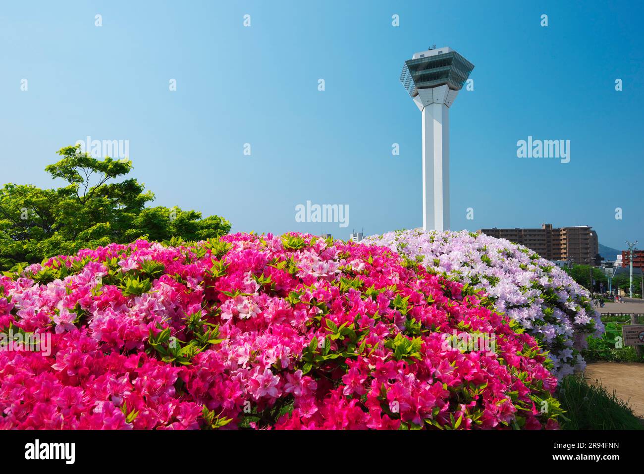 Goryokaku Park and Goryokaku Tower and azaleas Stock Photo - Alamy