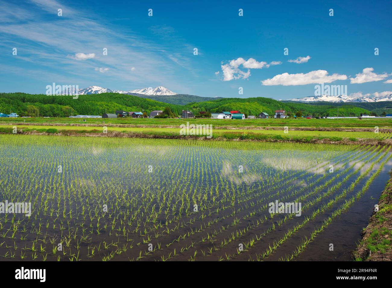 Rice field hokkaido japan hi-res stock photography and images - Alamy