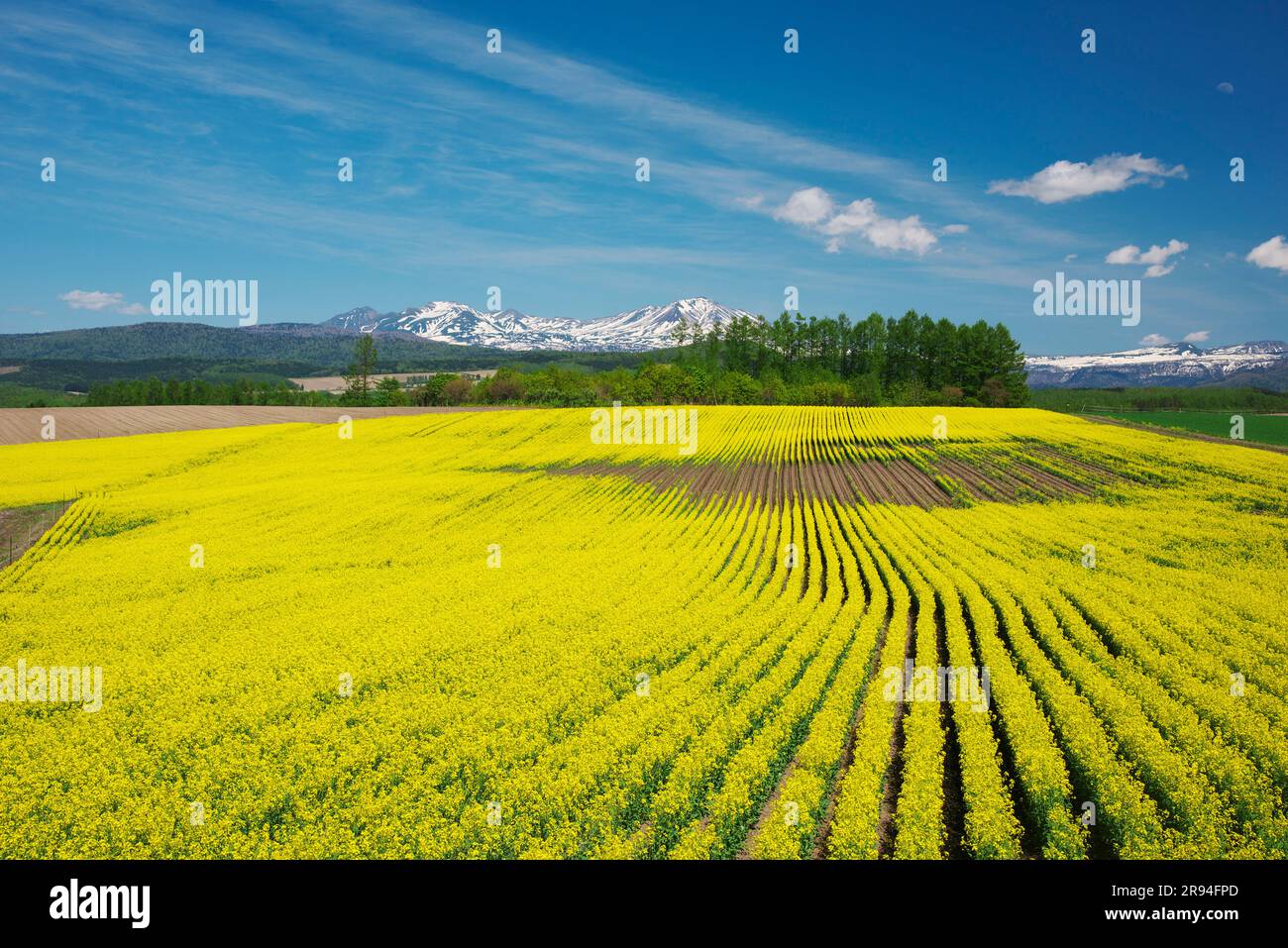 Rape blossoms and Mt. Taisetsu Zan Stock Photo - Alamy