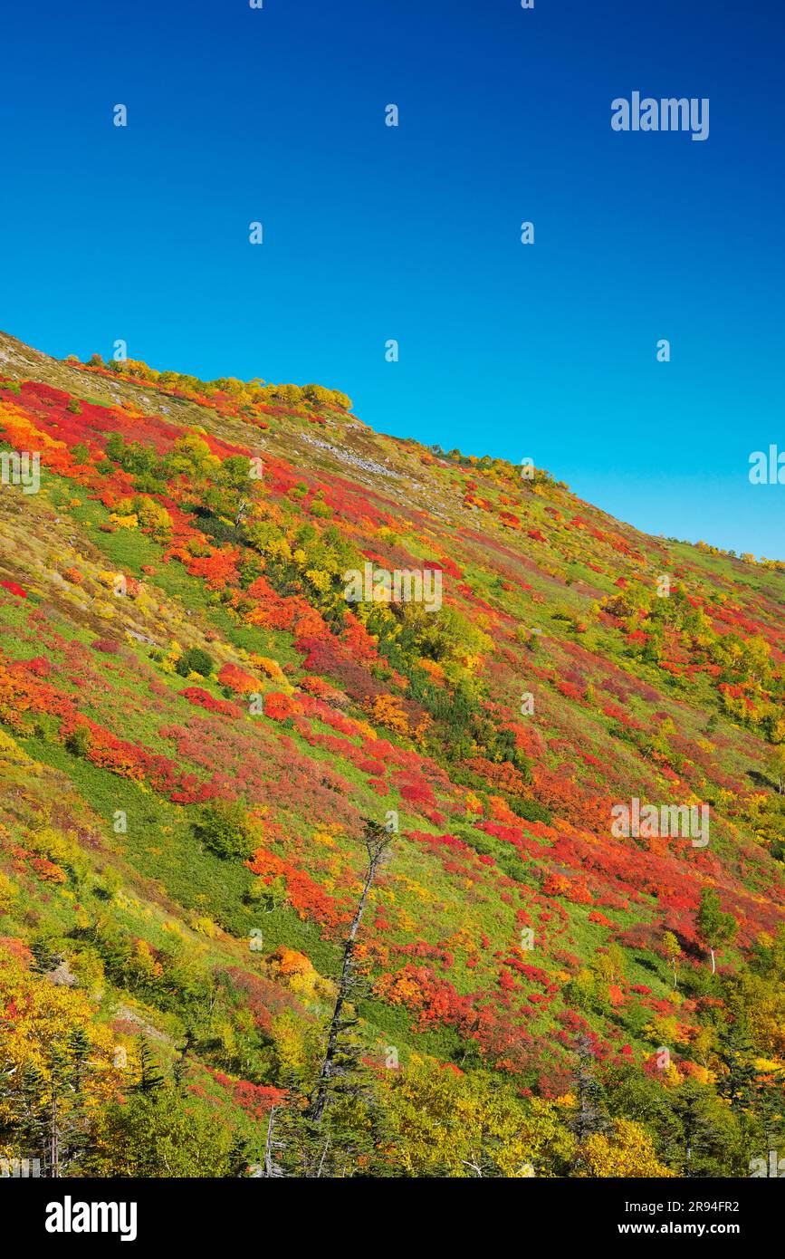 Autumn leaves in Ginsendai Stock Photo - Alamy