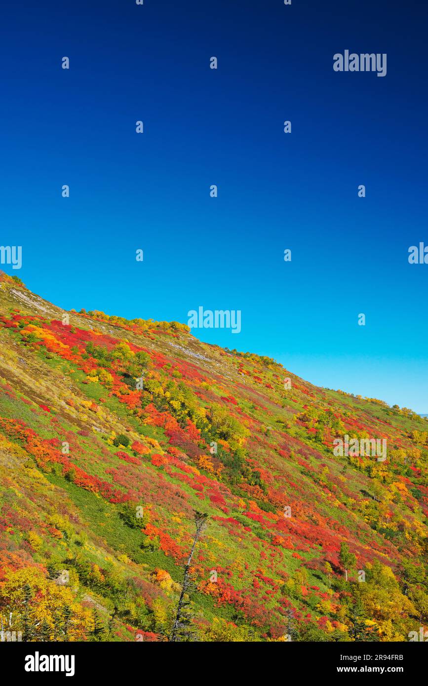 Autumn leaves in Ginsendai Stock Photo - Alamy