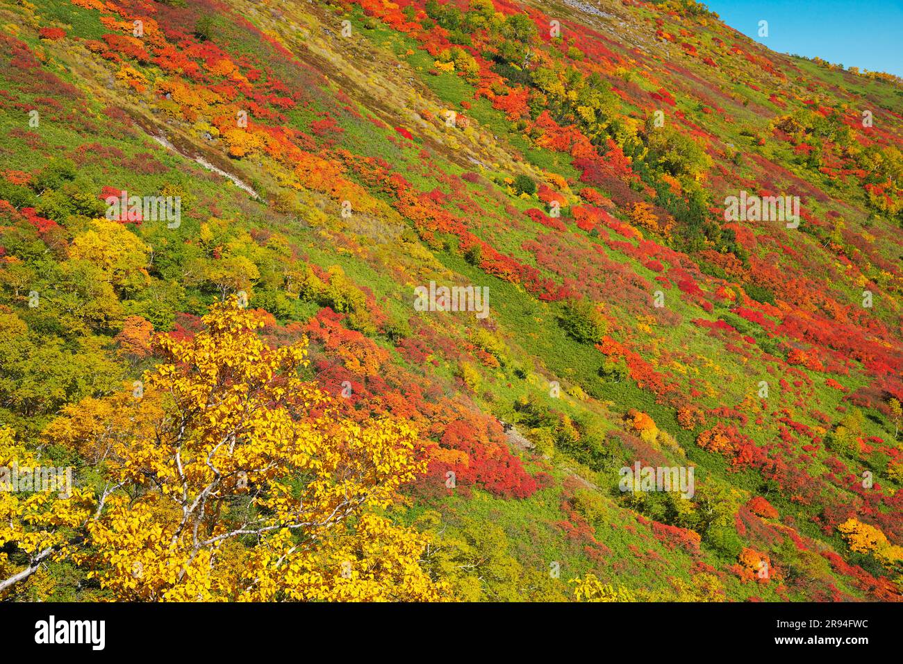 Autumn leaves in Ginsendai Stock Photo - Alamy