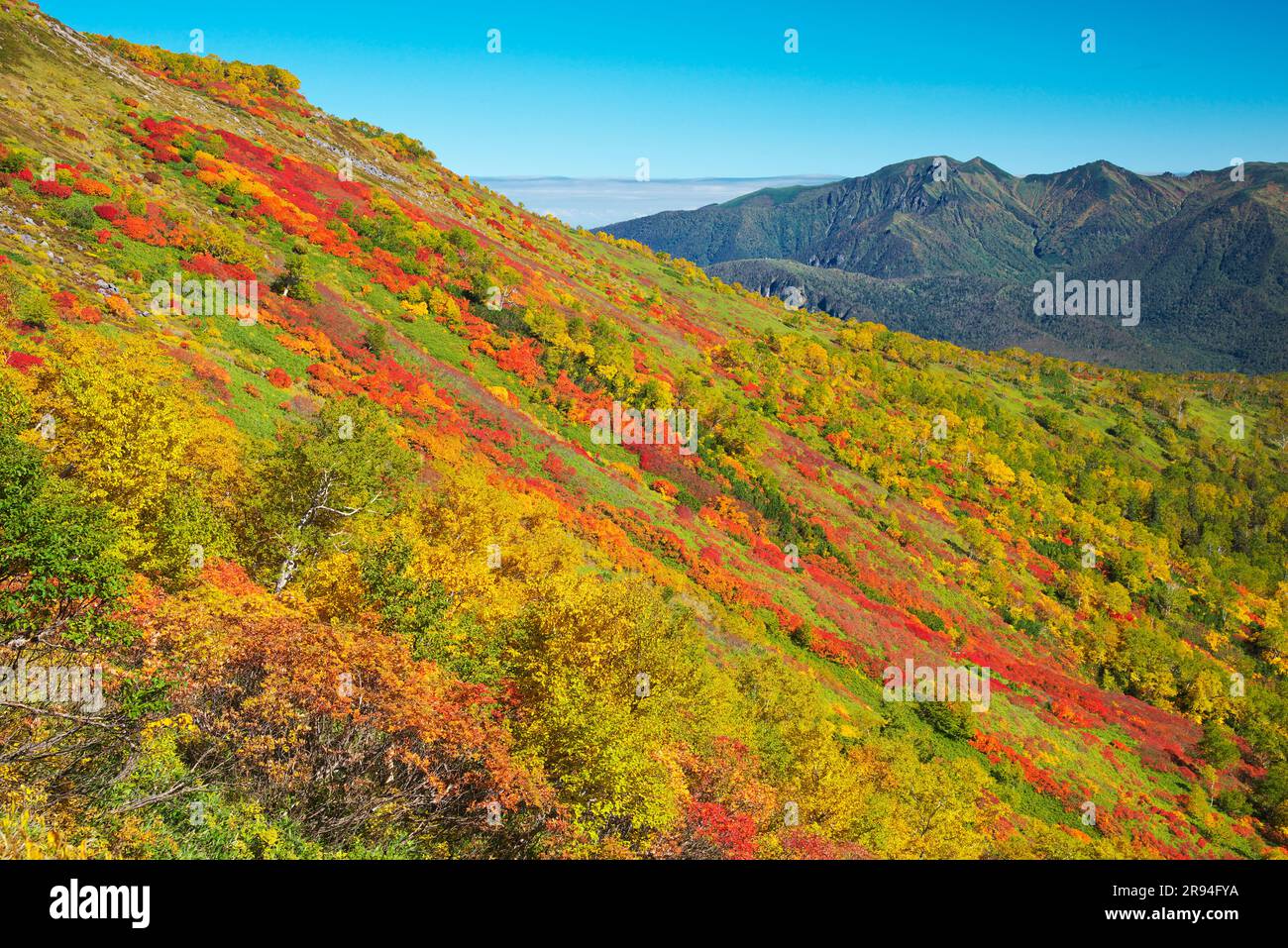 Autumn leaves in Ginsendai Stock Photo - Alamy