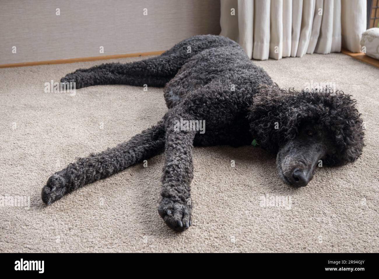 Black standard poodle laying on the carpet Stock Photo - Alamy