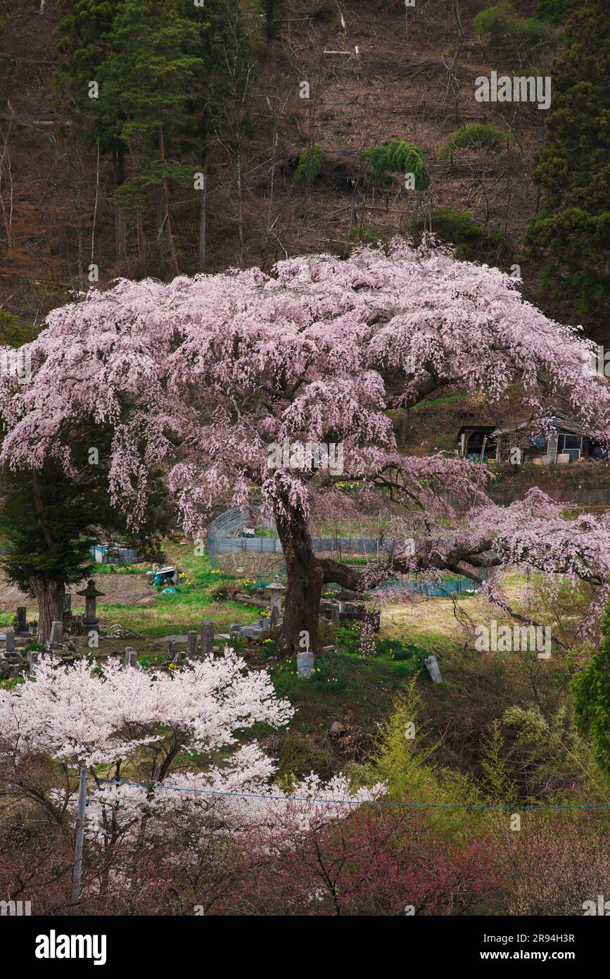 Nagano sakura hi-res stock photography and images - Alamy