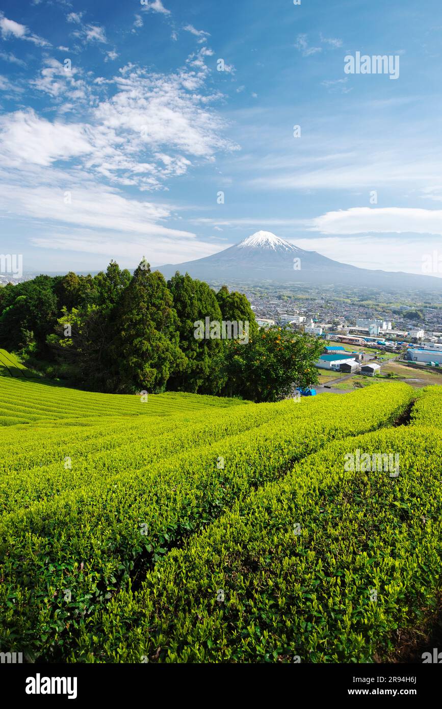 Fuji and Tea Field Stock Photo - Alamy