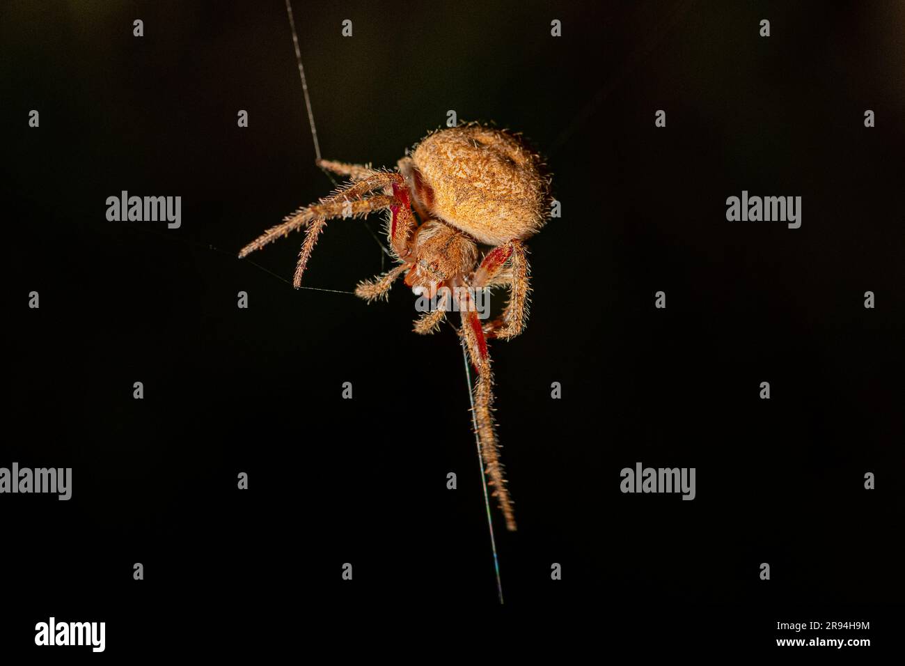 Spider translucent legs hi-res stock photography and images - Alamy
