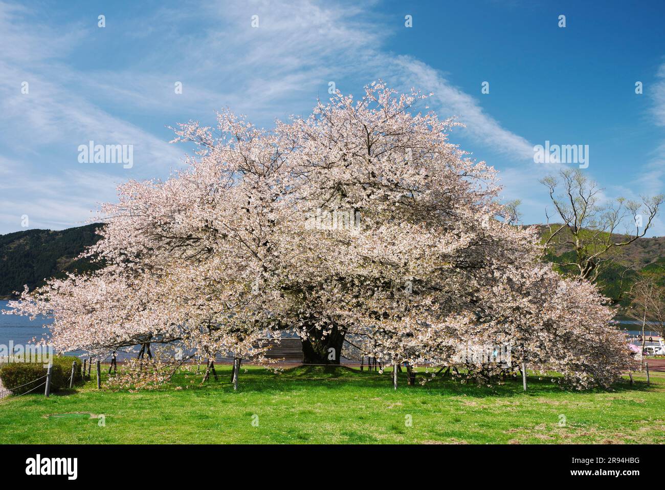 Single Cherry Blossom by the Lake Stock Photo - Alamy