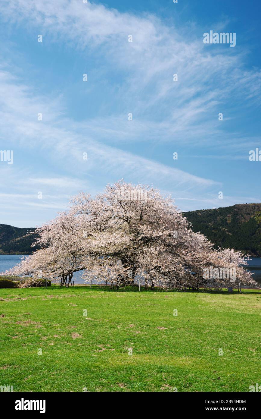 Single Cherry Blossom by the Lake Stock Photo - Alamy