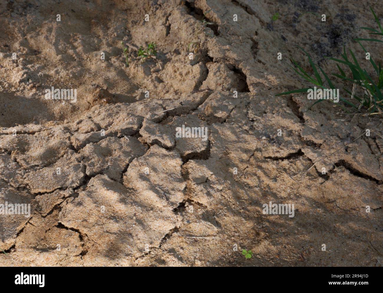 Sand cracked as it bulged up from voles digging tunnels underneath ...