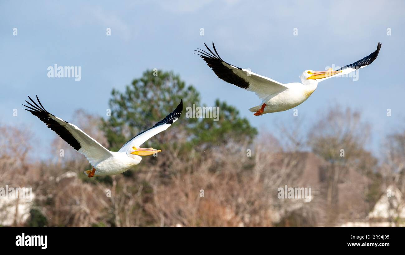 Two pelicans soar majestically above a lush grassy field, their wings ...