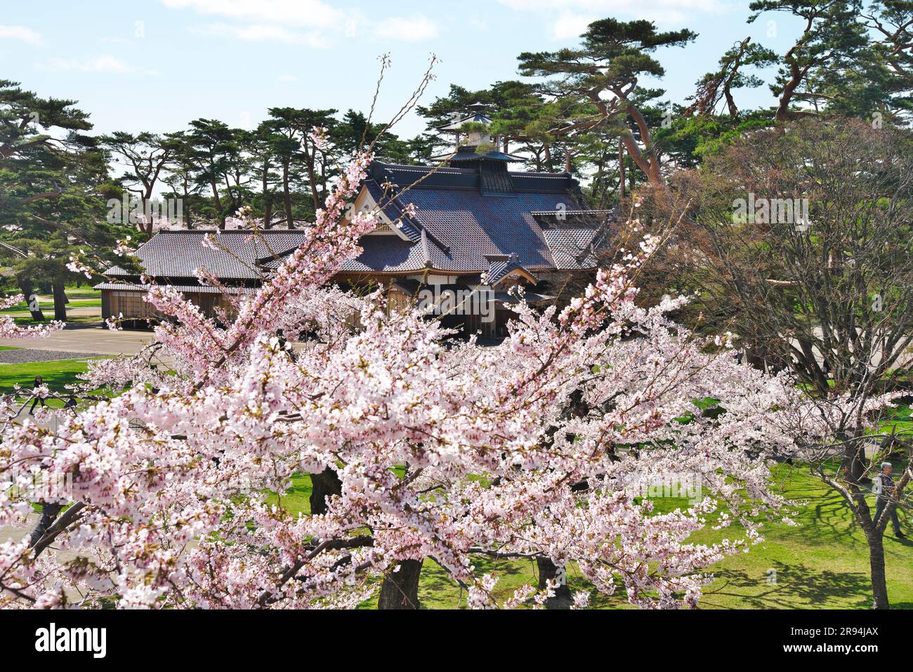 Cherry blossoms in Goryokaku Park and Hakodate Magistrate Office Stock ...