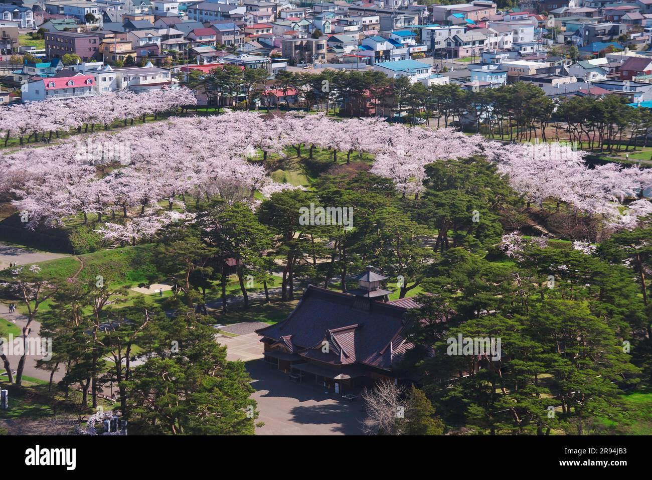 Cherry blossoms in Goryokaku Park and Hakodate Magistrate Office Stock ...