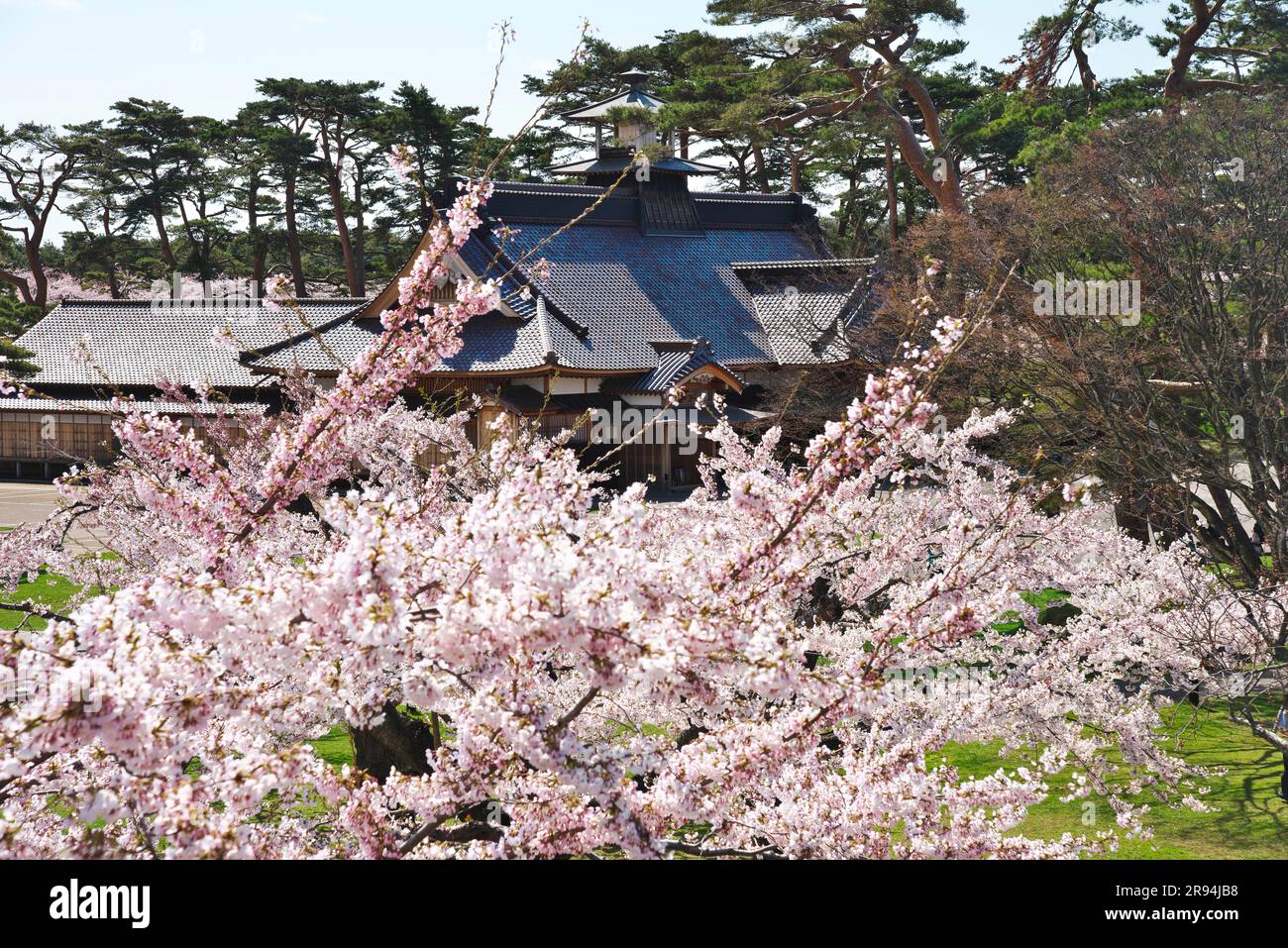 Cherry blossoms in Goryokaku Park and Hakodate Magistrate Office Stock ...