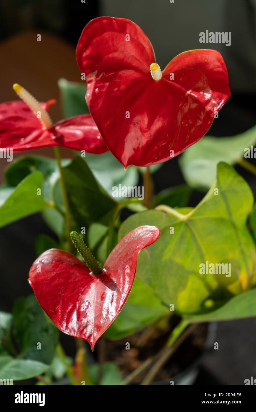 Anthurium buds on black background. Red home flower with a yellow ...