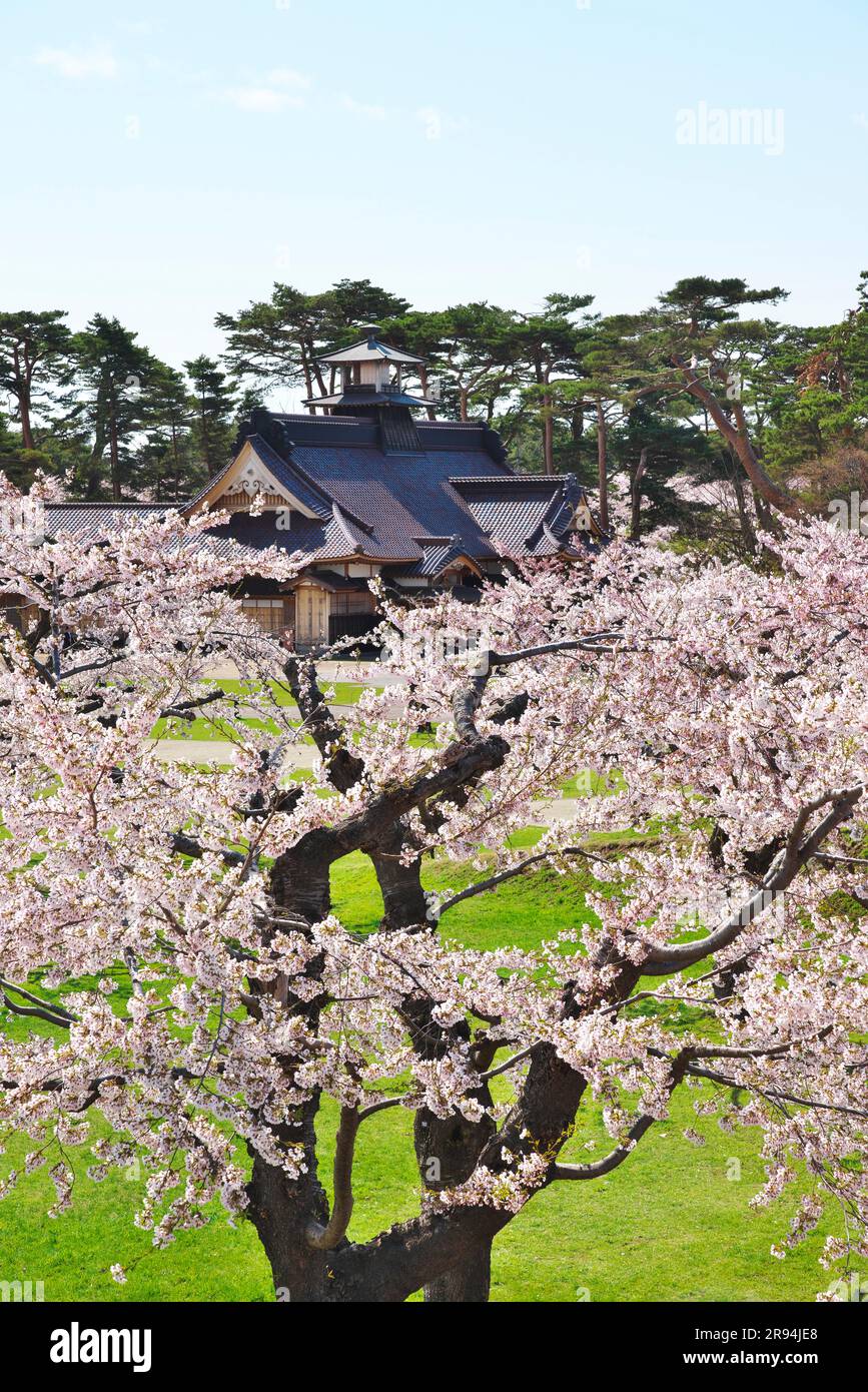 Cherry blossoms in Goryokaku Park and Hakodate Magistrate Office Stock ...