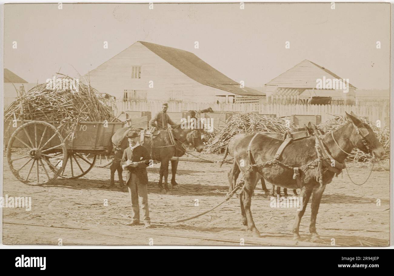 Plate X, Four Mule Cart No. 19 Stock Photo - Alamy