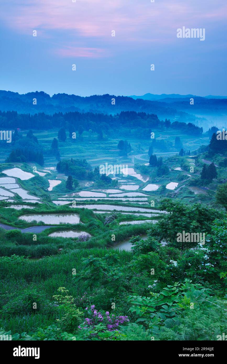 Hoshitoge rice terraces in the morning Stock Photo - Alamy
