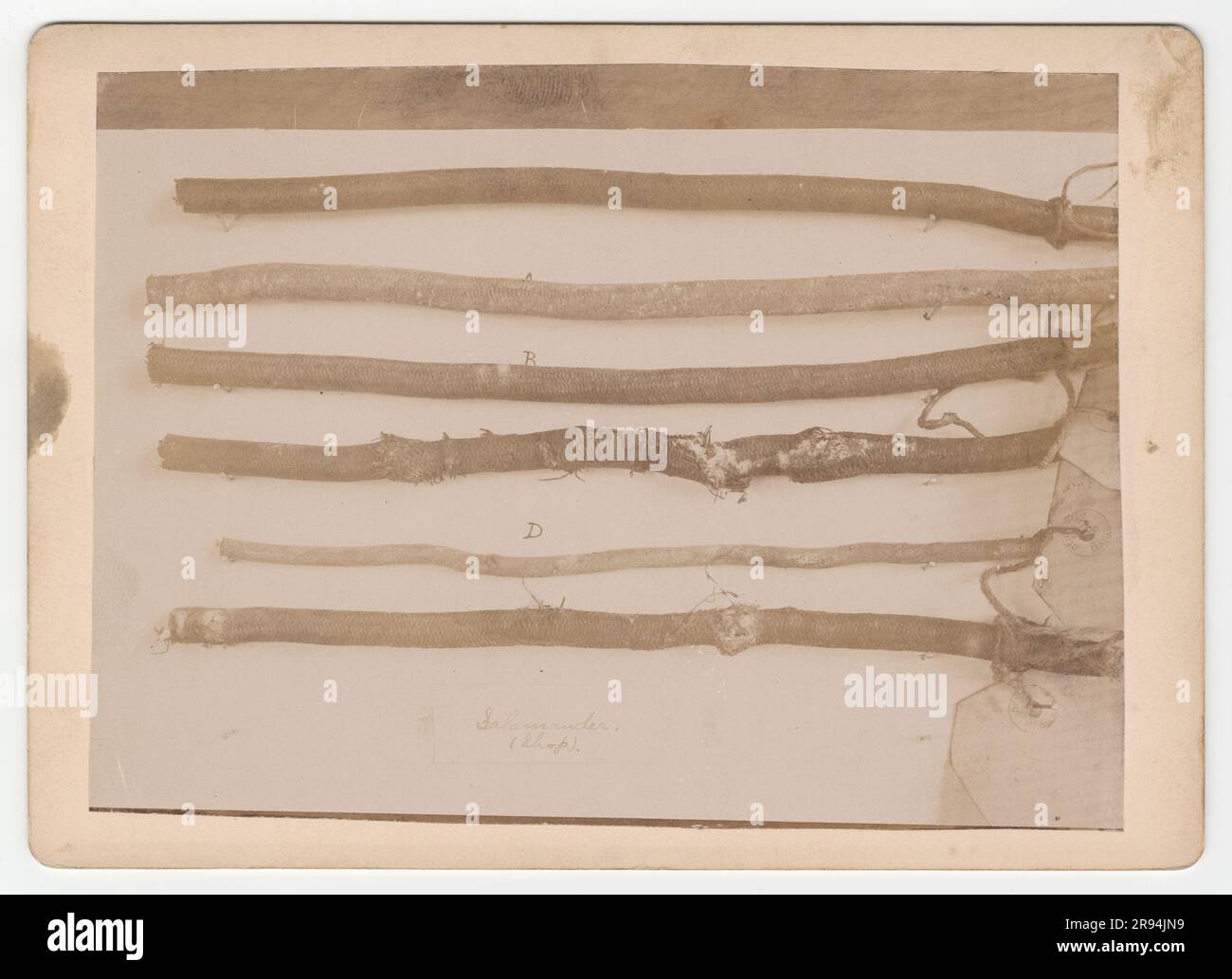 Hms salamander hi-res stock photography and images - Alamy