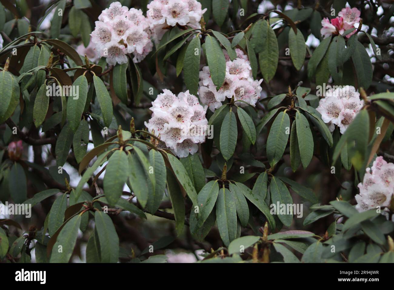 Light Pink Rhododendron Stock Photo - Alamy