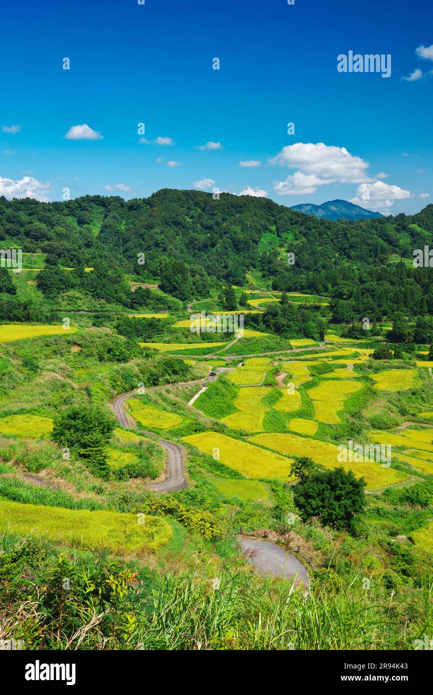 Rice terraces of Hoshitoge Stock Photo - Alamy