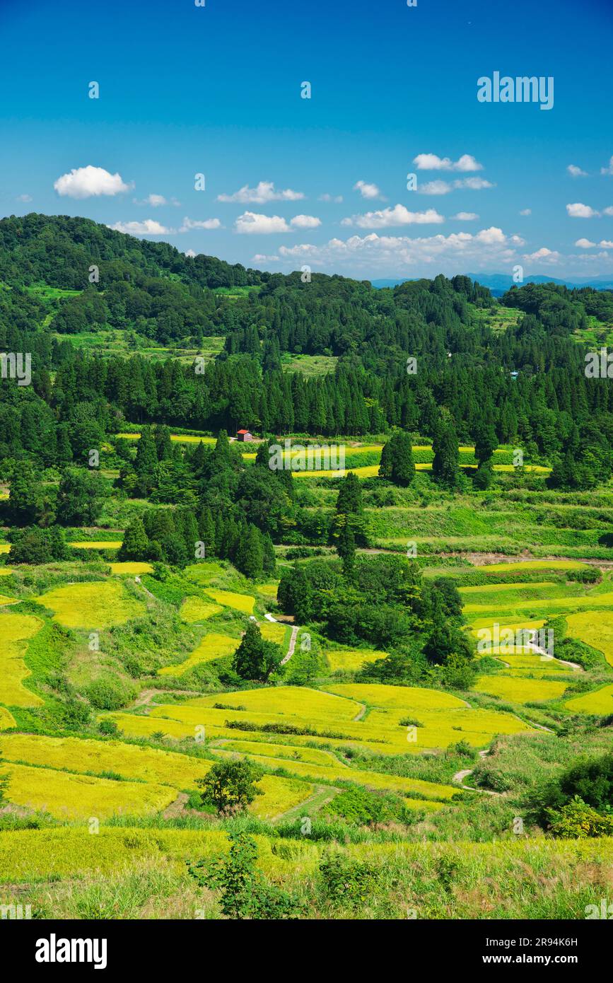 Rice terraces of Hoshitoge Stock Photo - Alamy