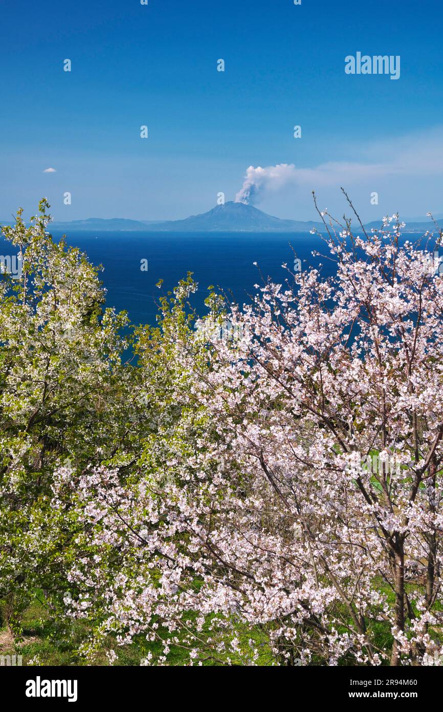 Cherry blossoms and Sakurajima's volcanic fumes at Uomidake Nature Park ...