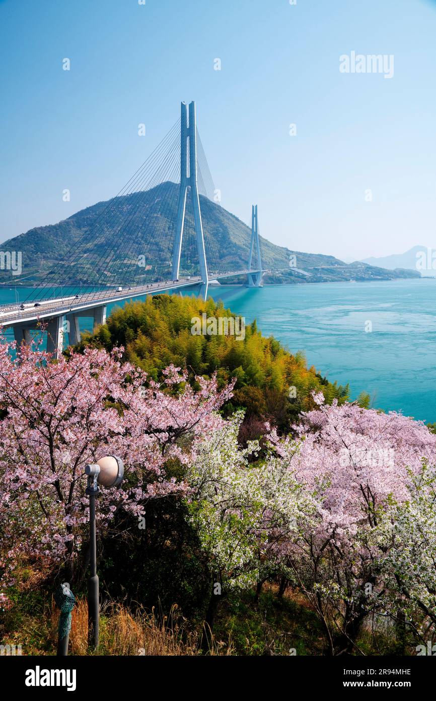 Tatara Ohashi Bridge and Cherry Blossoms Stock Photo - Alamy