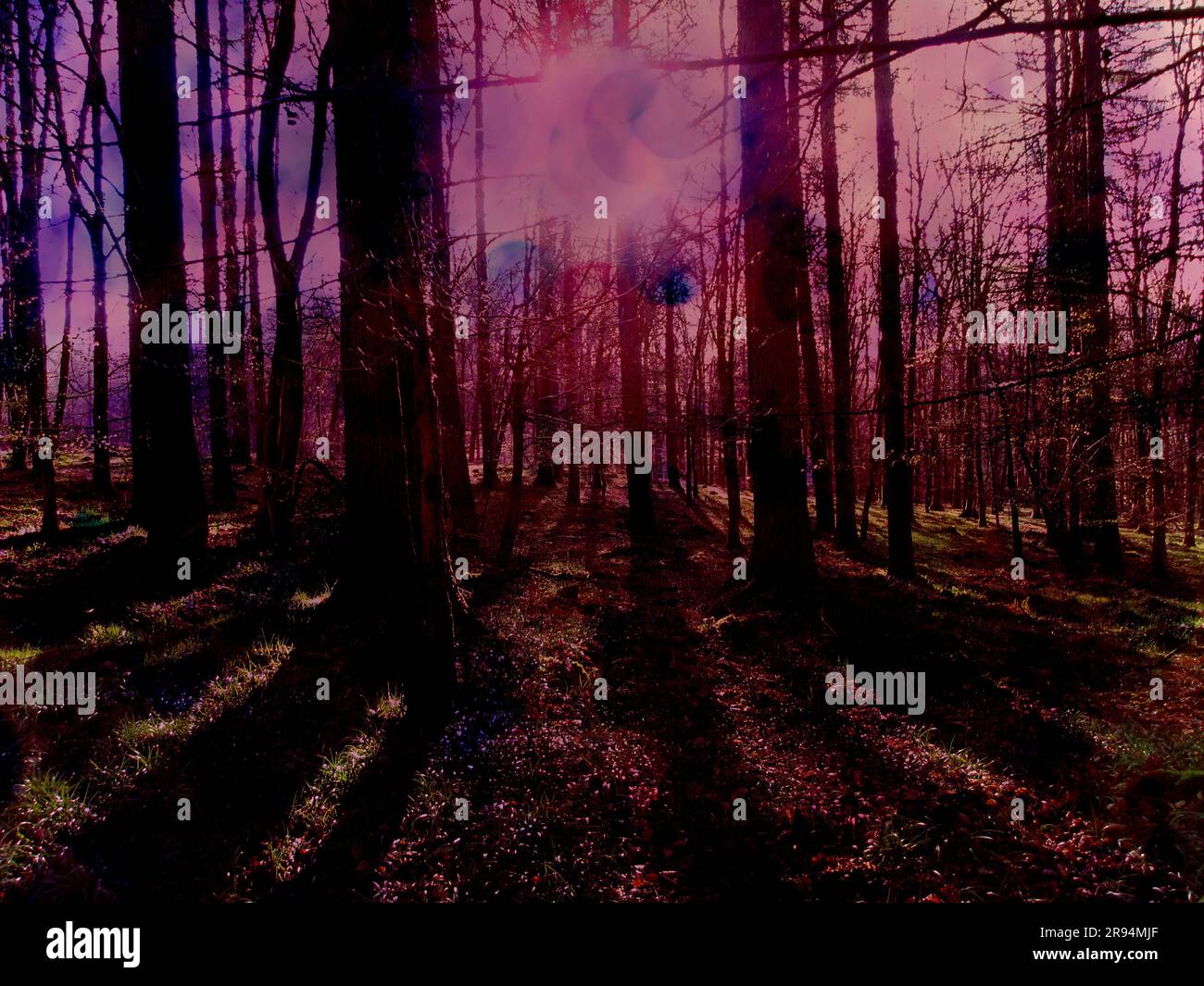 Overcast mysterious woodland background hi-res stock photography and ...