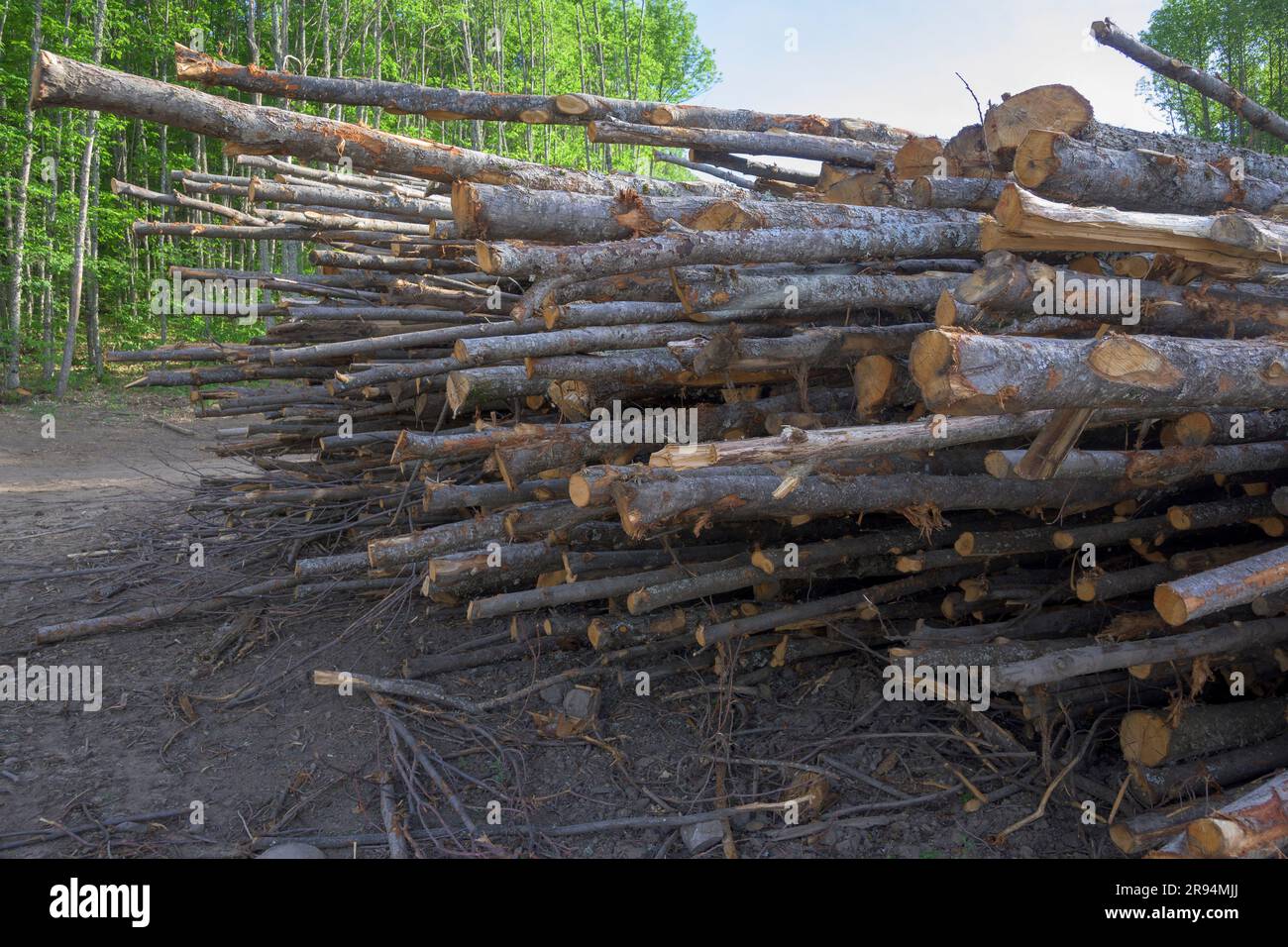 Tree trunks deforestation hi-res stock photography and images - Alamy
