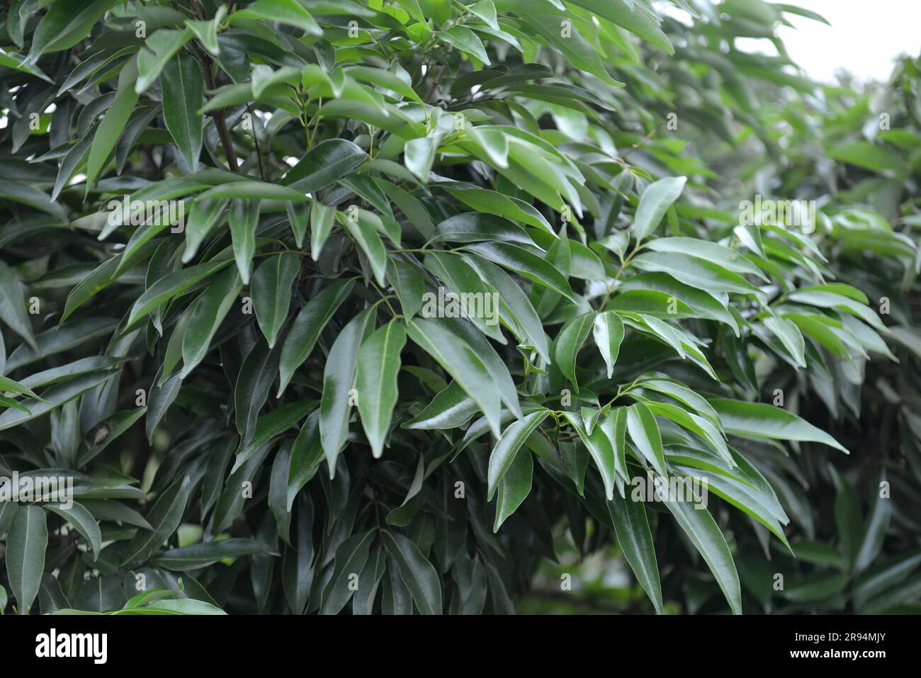 Lychee fruits litchi chinensis trees hi-res stock photography and ...