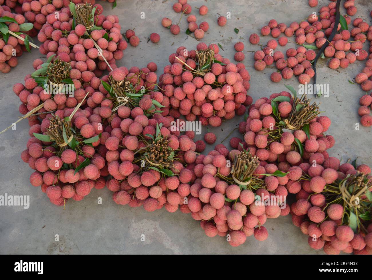 Lychee fruits litchi chinensis trees hi-res stock photography and ...