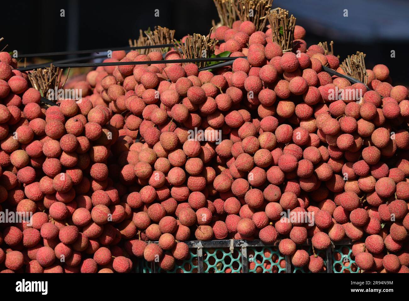 Lychee fruits litchi chinensis trees hi-res stock photography and ...