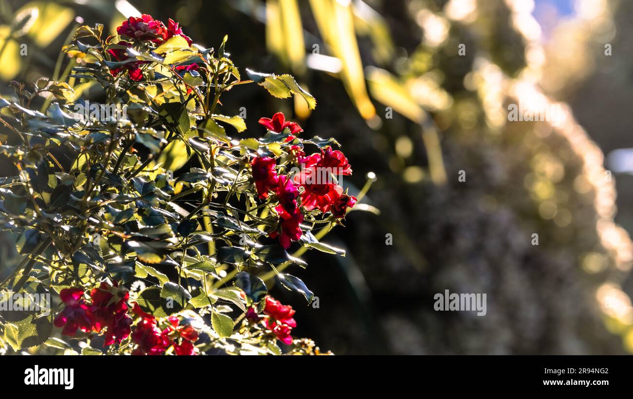 New zealand red roses hi-res stock photography and images - Alamy